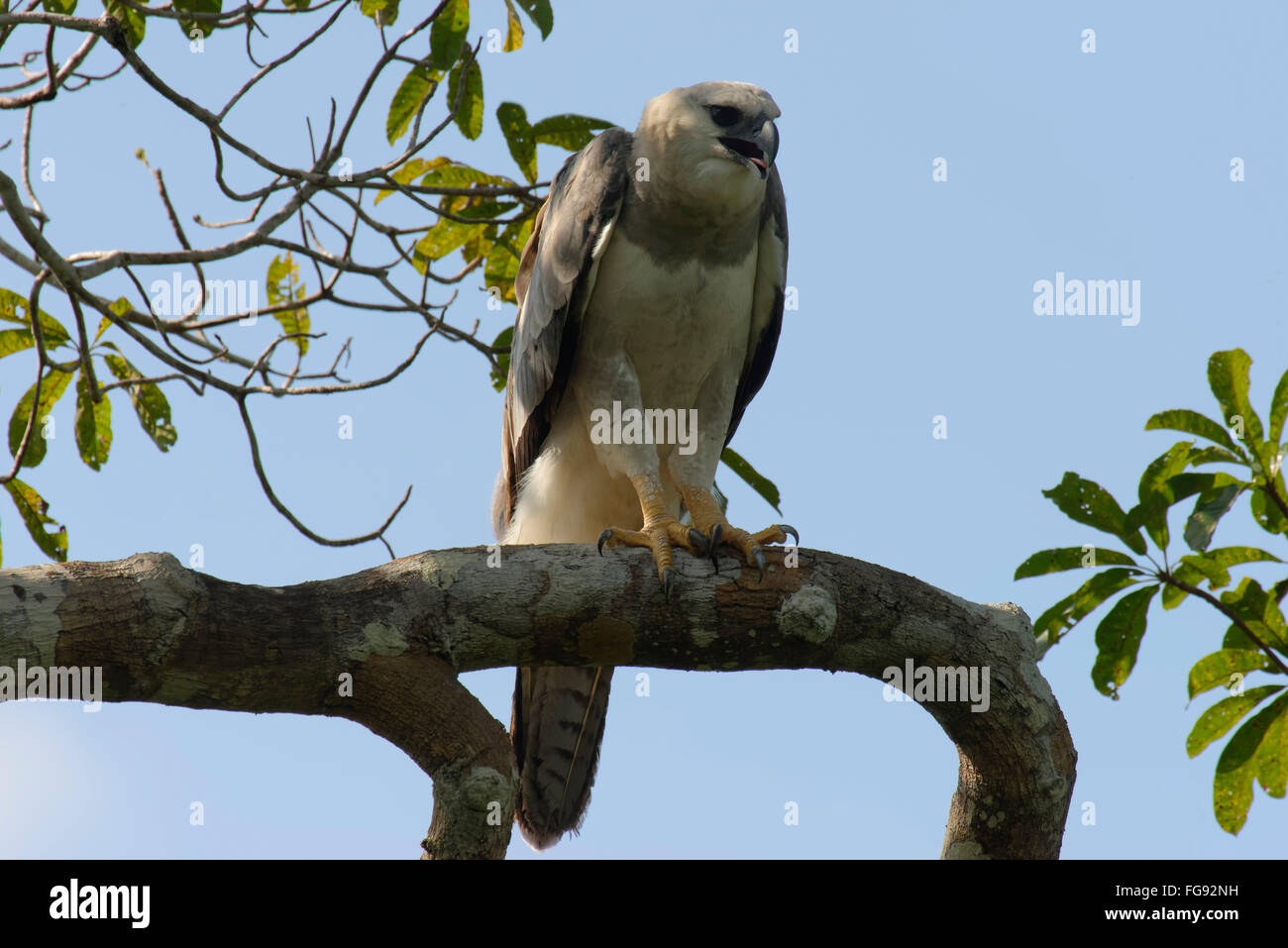 Harpia harpyia -Fotos und -Bildmaterial in hoher Auflösung – Alamy
