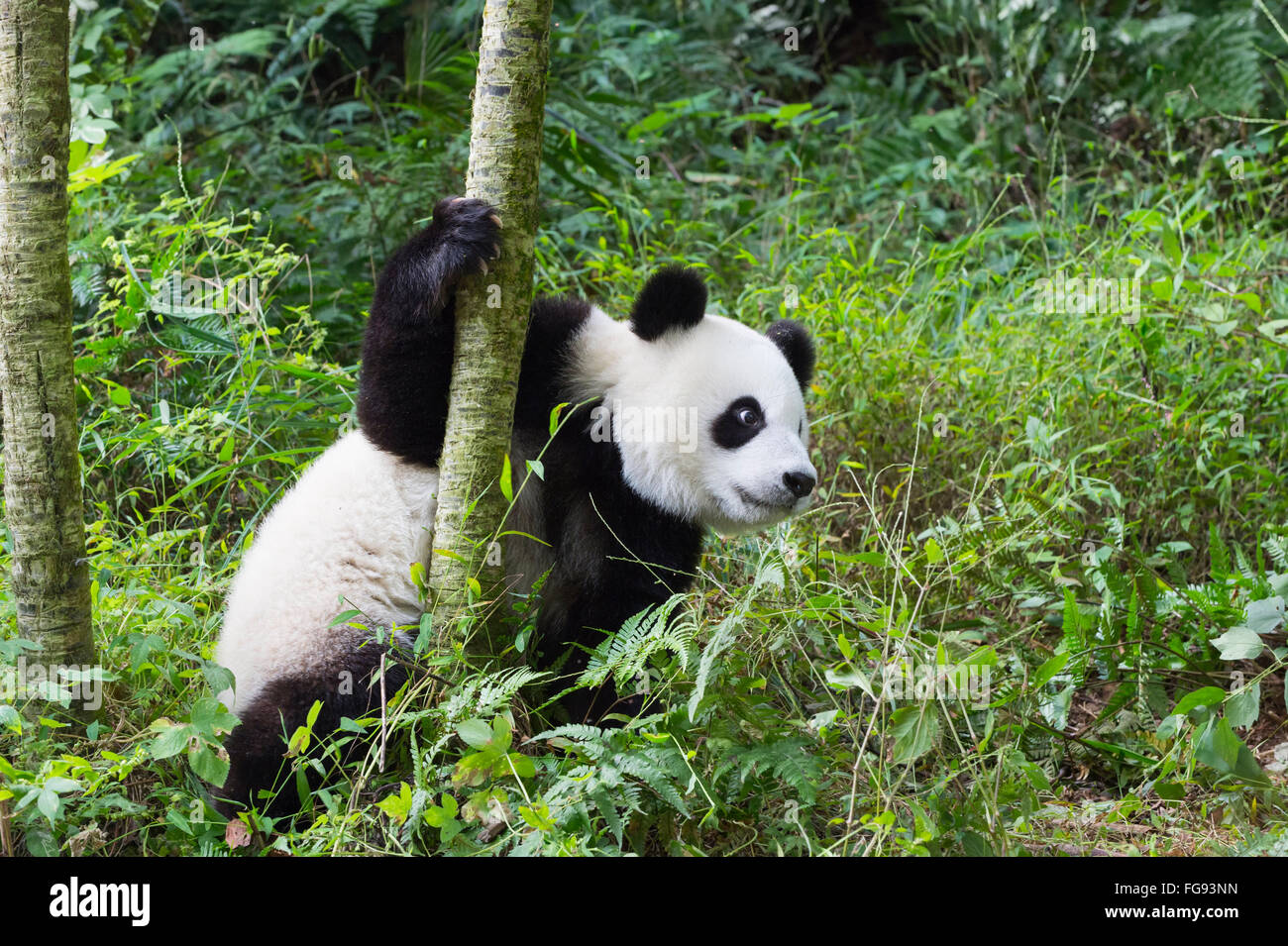 Zwei Jahre Alter Junger Riesenpanda Ailuropoda Melanoleuca Stockfotos ...