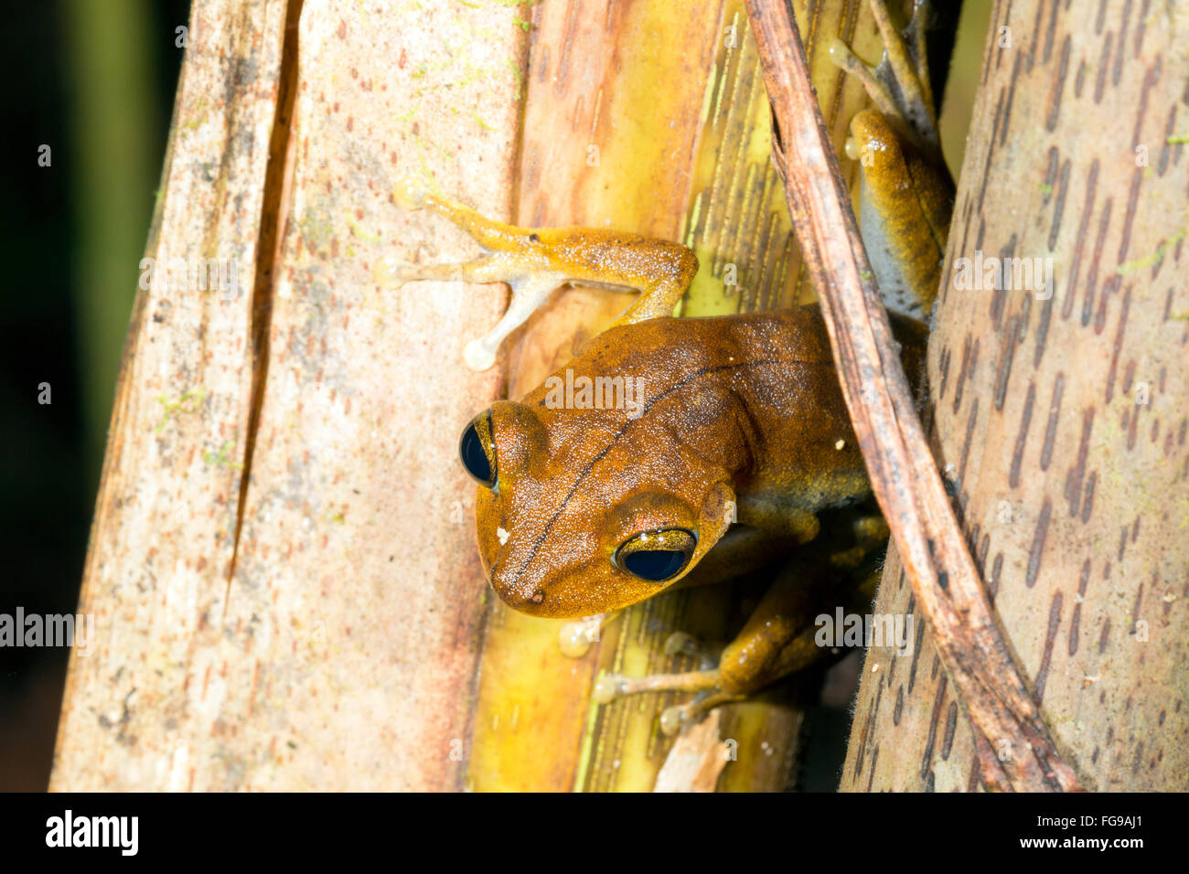 Hypsiboas alfaroi -Fotos und -Bildmaterial in hoher Auflösung – Alamy