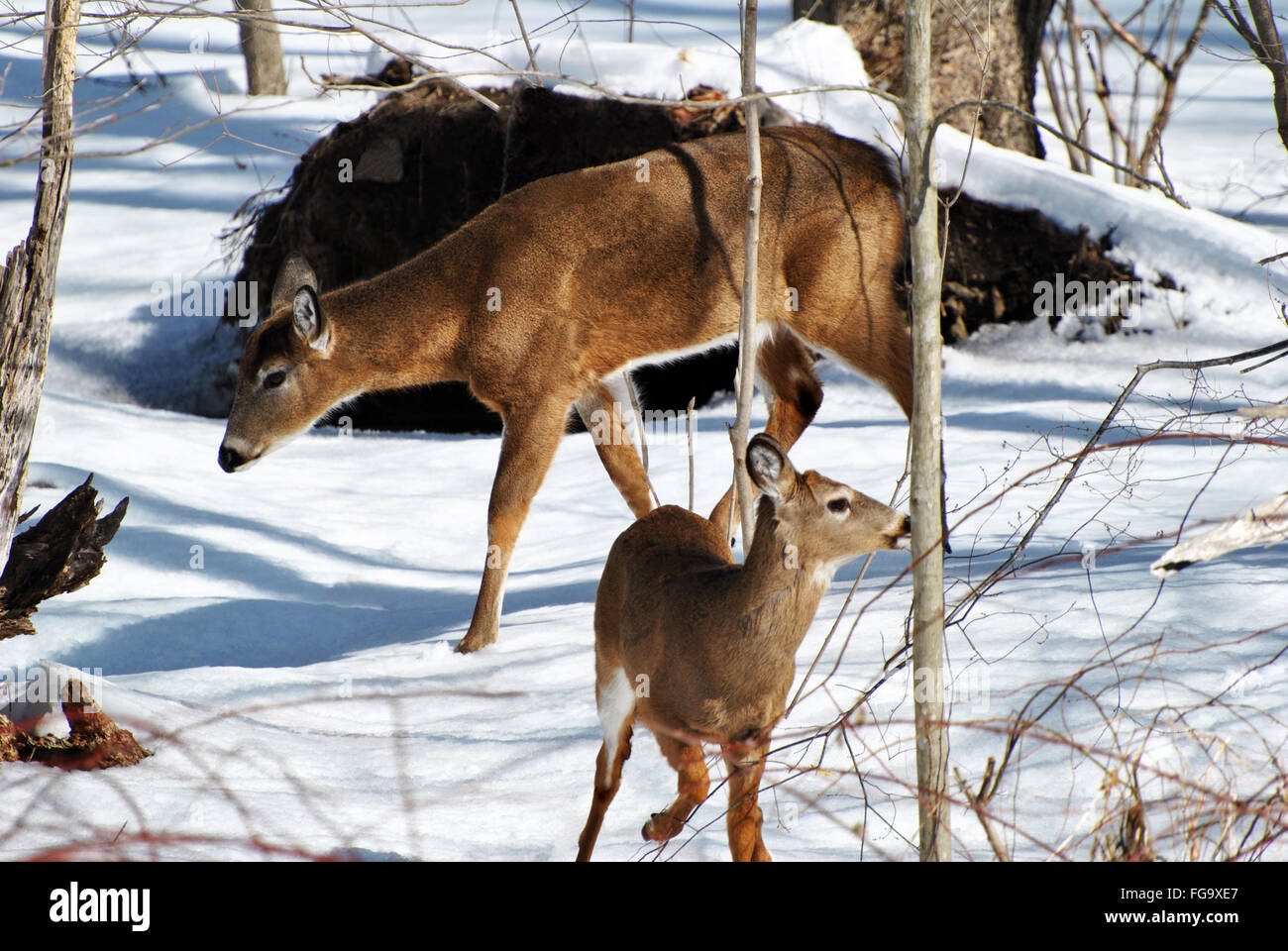 Hirsche im winterwald -Fotos und -Bildmaterial in hoher Auflösung – Alamy