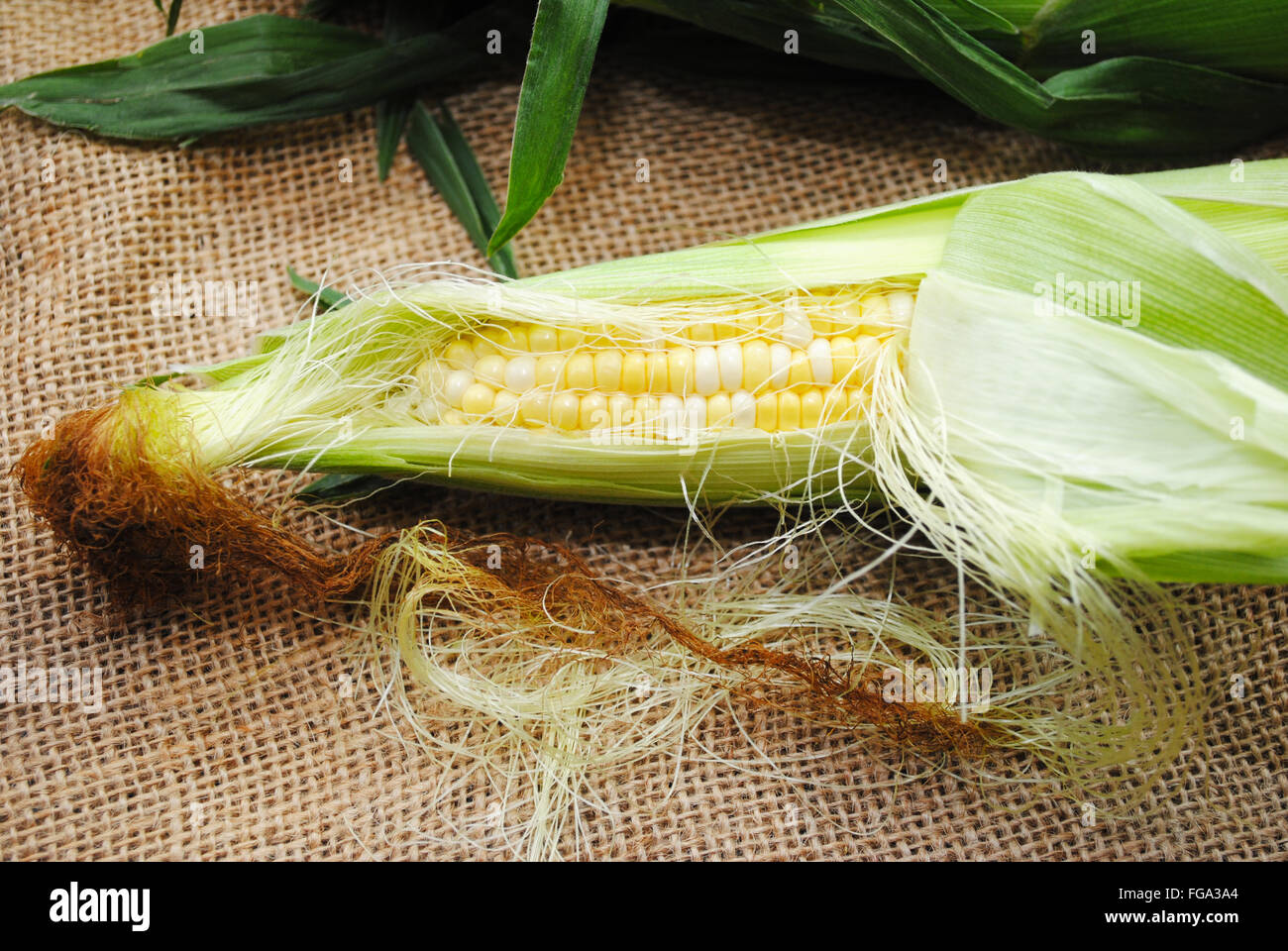 Maiskolben wachsen -Fotos und -Bildmaterial in hoher Auflösung – Alamy