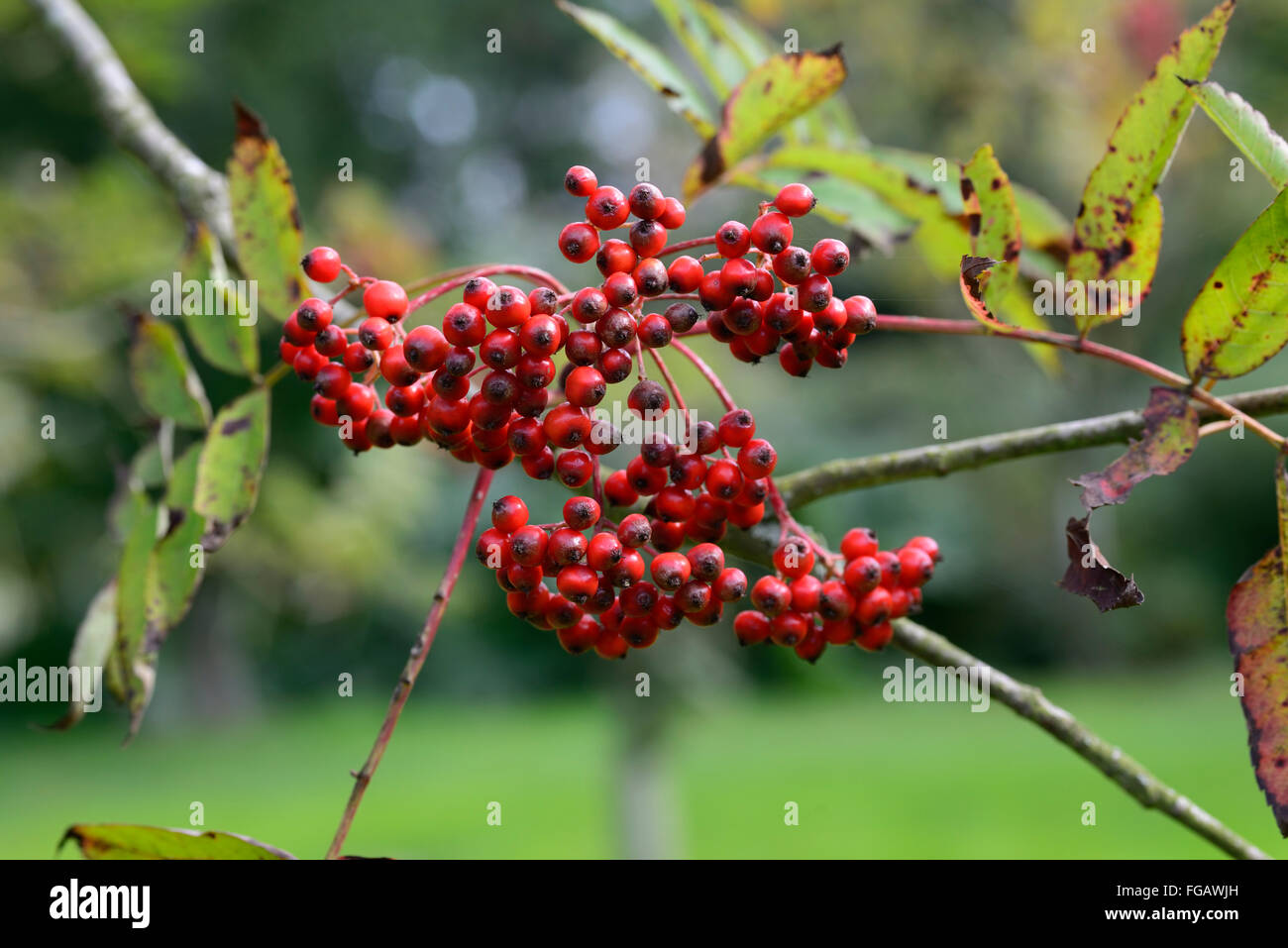 Rot esche -Fotos und -Bildmaterial in hoher Auflösung – Alamy