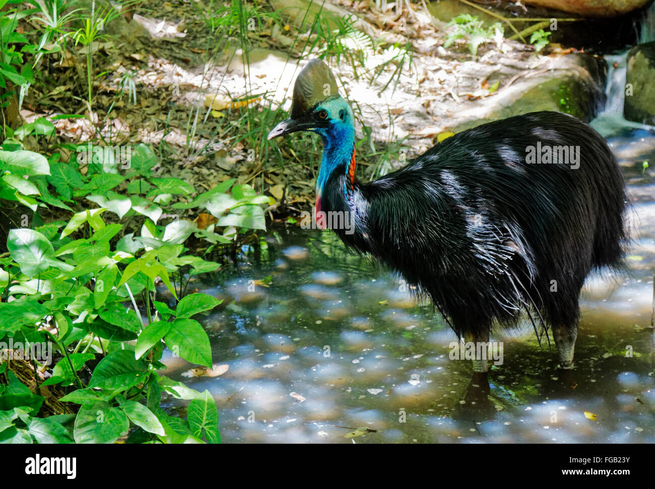 Emu bach -Fotos und -Bildmaterial in hoher Auflösung – Alamy