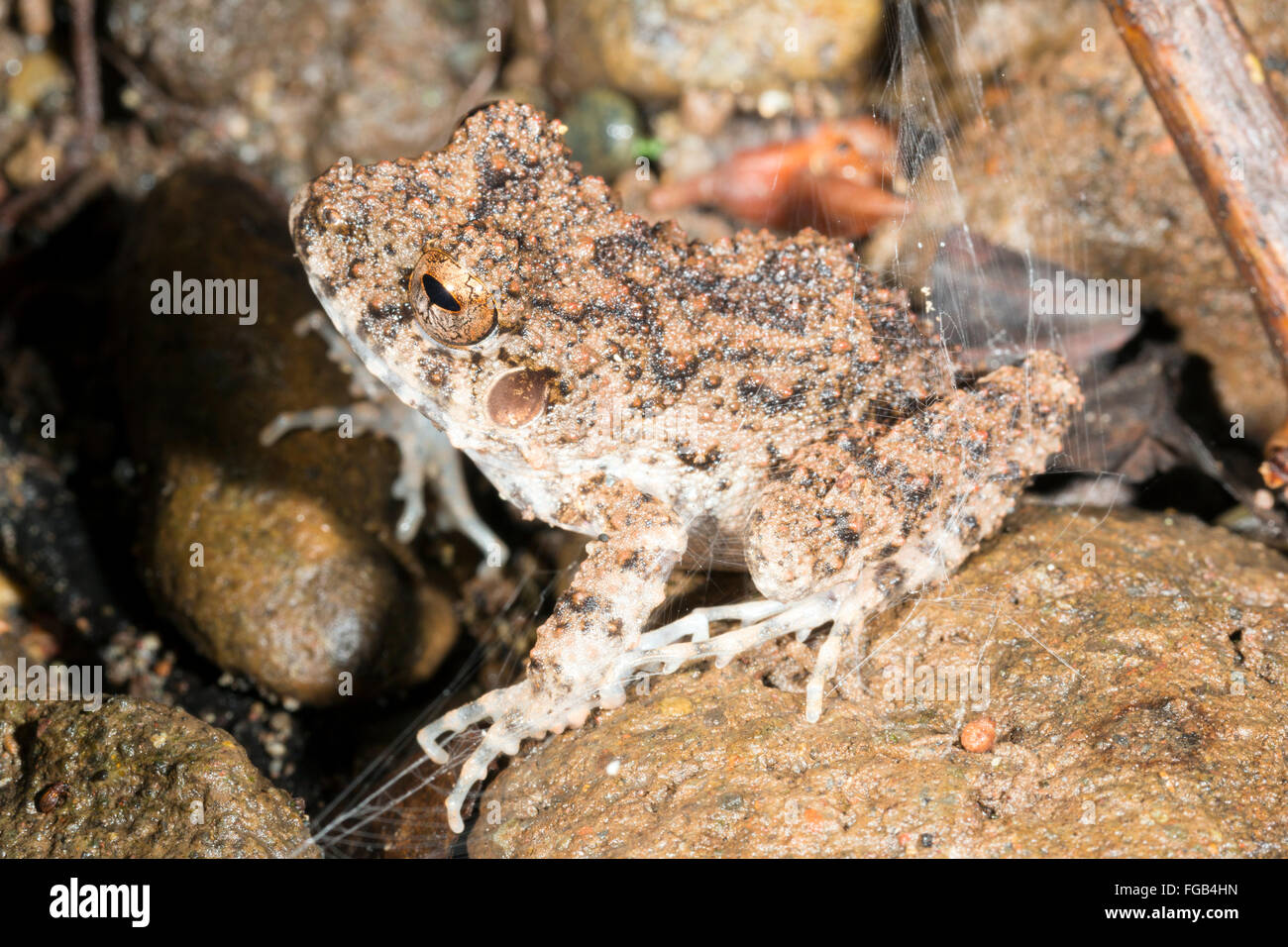 Gemeiner regenfrosch -Fotos und -Bildmaterial in hoher Auflösung – Alamy