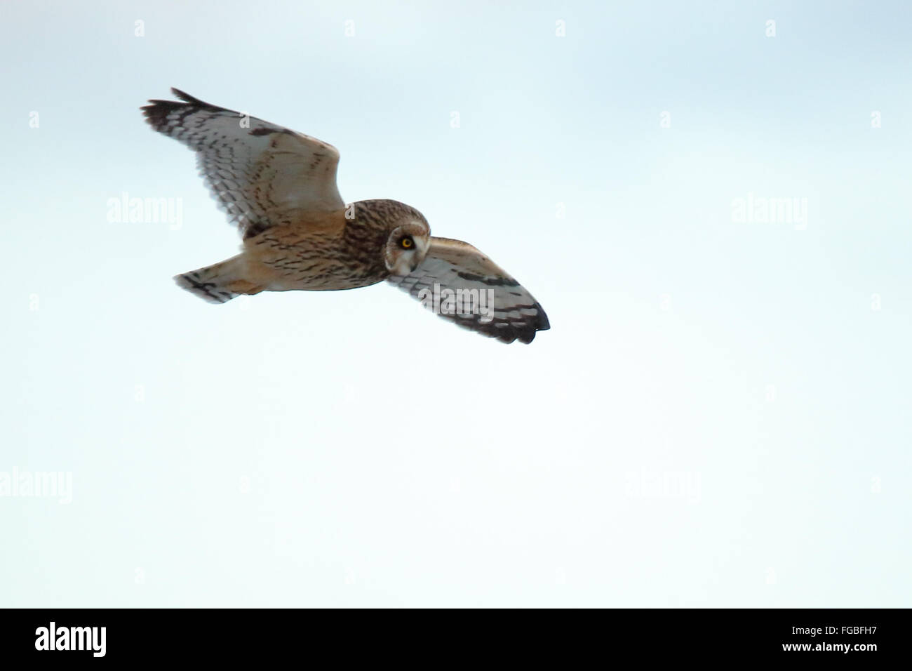 Eule auf der jagd -Fotos und -Bildmaterial in hoher Auflösung – Alamy