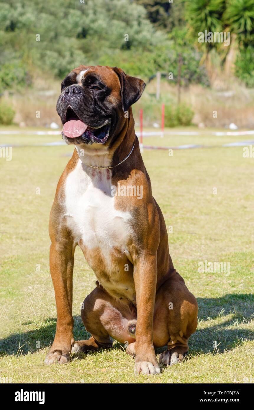 Eine junge, schöne, beige rot Mahagoni und weiß, Größe Medium Boxer ...