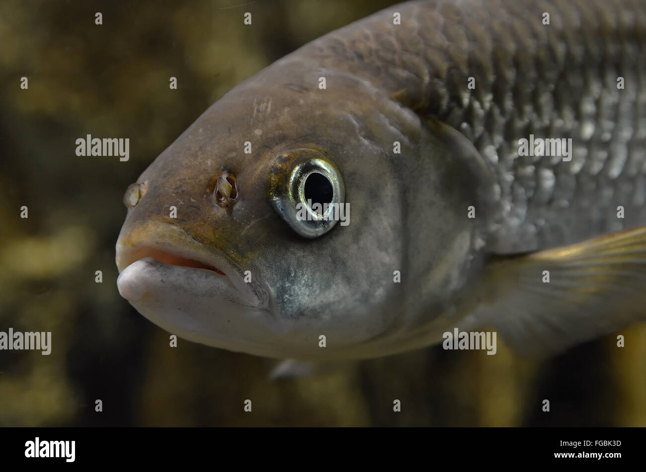 Fische unter wasser -Fotos und -Bildmaterial in hoher Auflösung – Alamy