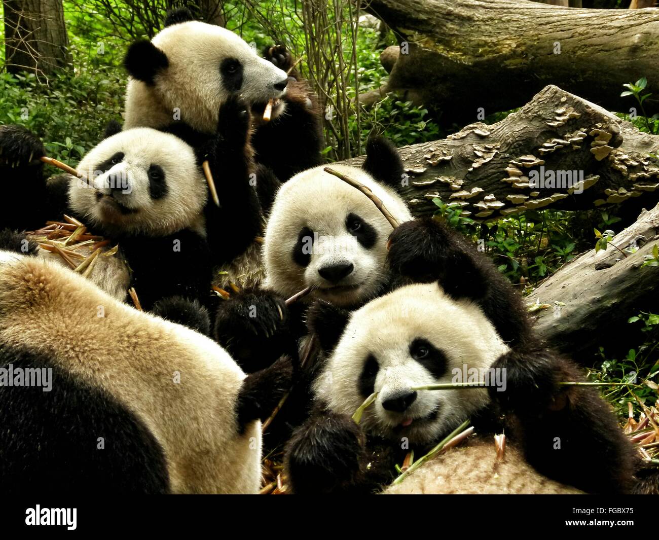 Pandas family forest -Fotos und -Bildmaterial in hoher Auflösung – Alamy