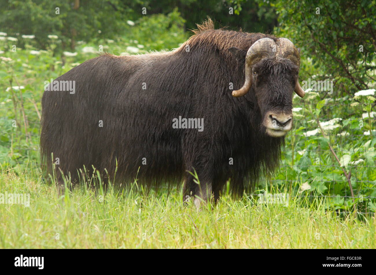 Die moschusochsenfarm -Fotos und -Bildmaterial in hoher Auflösung – Alamy