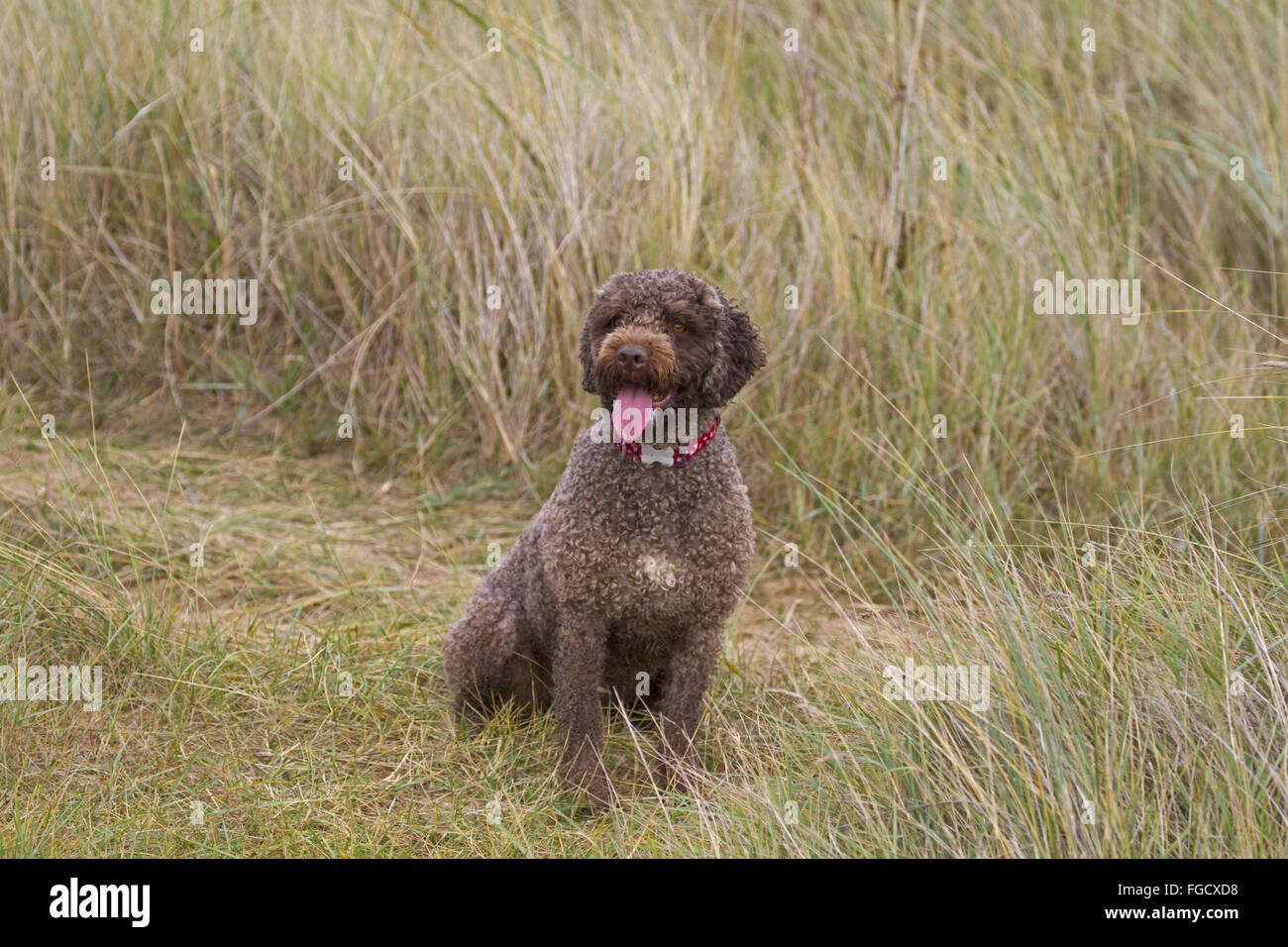 Haushund, Perro de Agua Espanol, Erwachsener, sitzen in Sanddünen ...