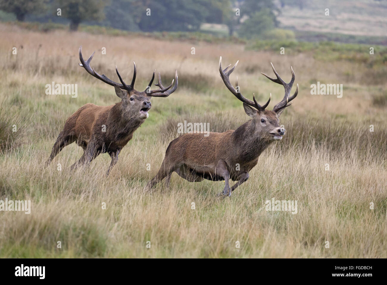 Rothirsch (Cervus Elaphus) zwei Hirsche, dominante Hirsch Jagd Rivalen ...