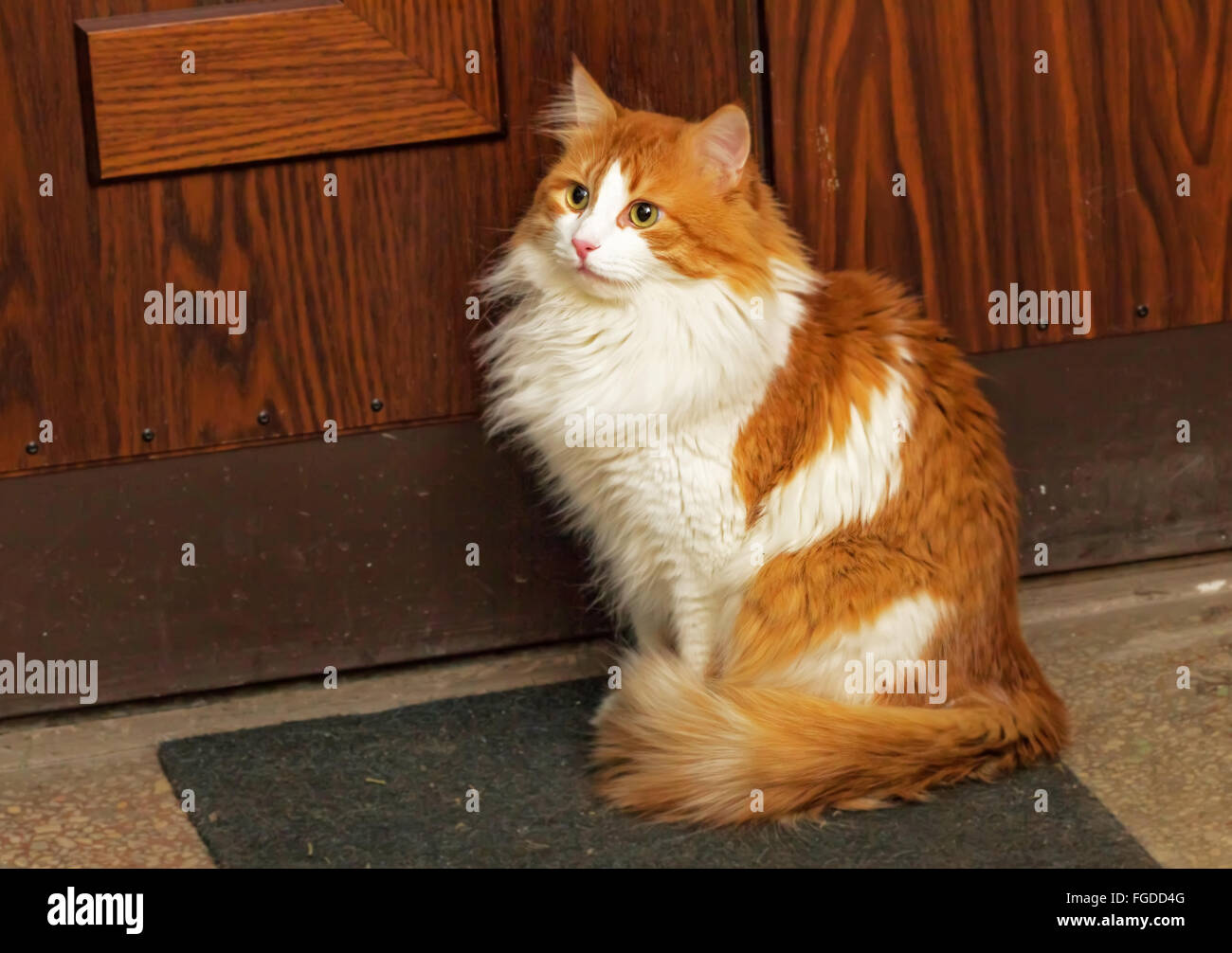Rotbraune katze -Fotos und -Bildmaterial in hoher Auflösung – Alamy
