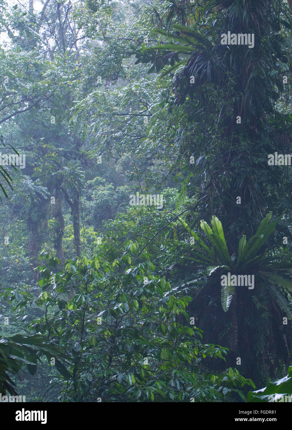 Gunung halimun salak nationalpark -Fotos und -Bildmaterial in hoher ...