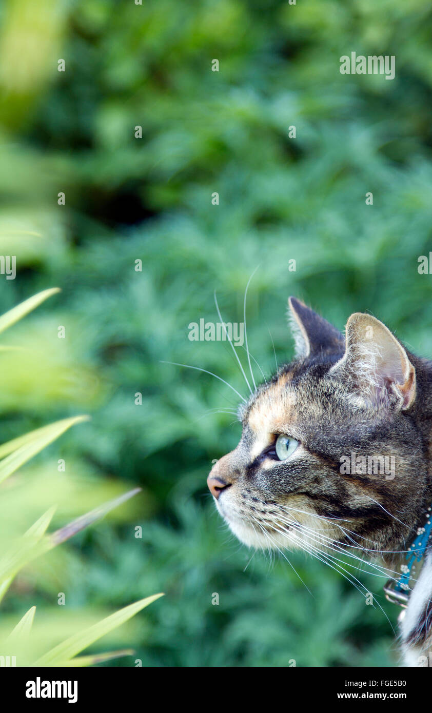 Linkes profil katze -Fotos und -Bildmaterial in hoher Auflösung – Alamy