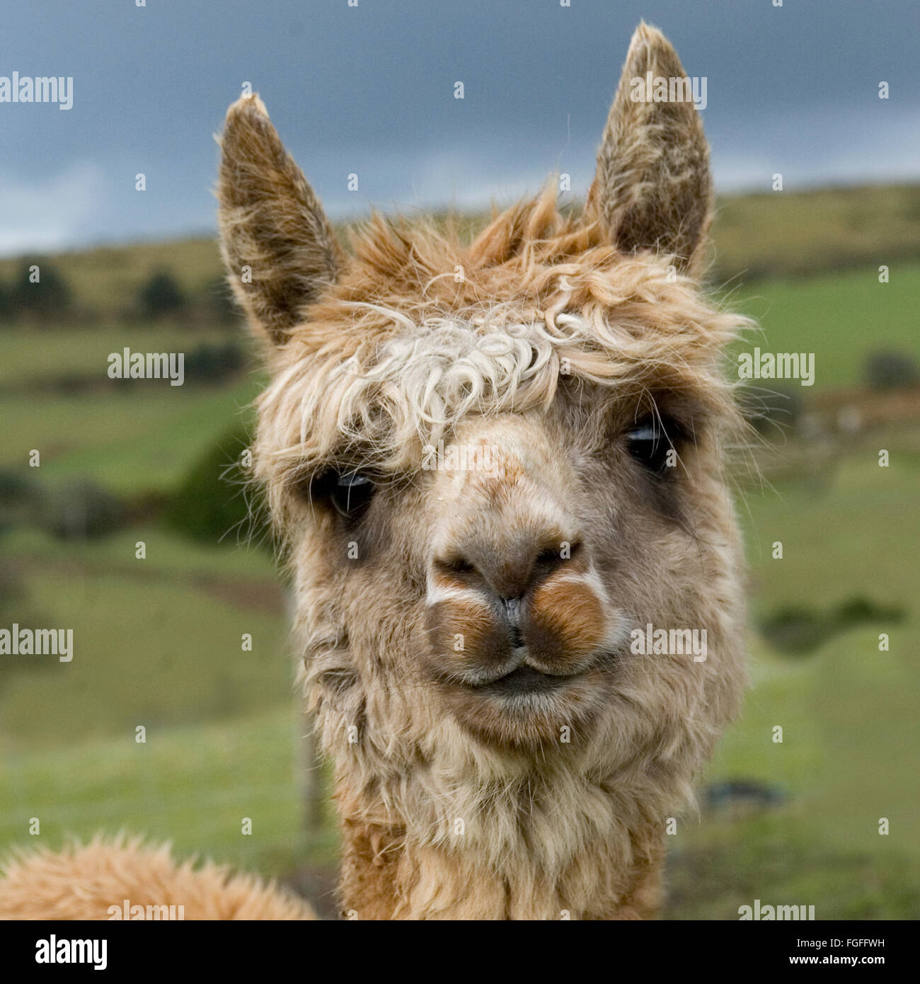 Huacaya alpaka -Fotos und -Bildmaterial in hoher Auflösung – Alamy