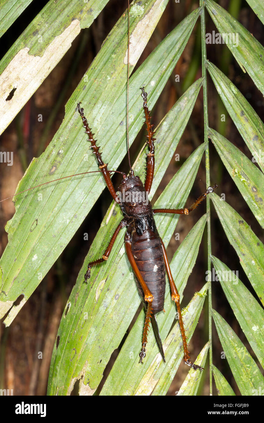 Riesenhummer katydid -Fotos und -Bildmaterial in hoher Auflösung – Alamy