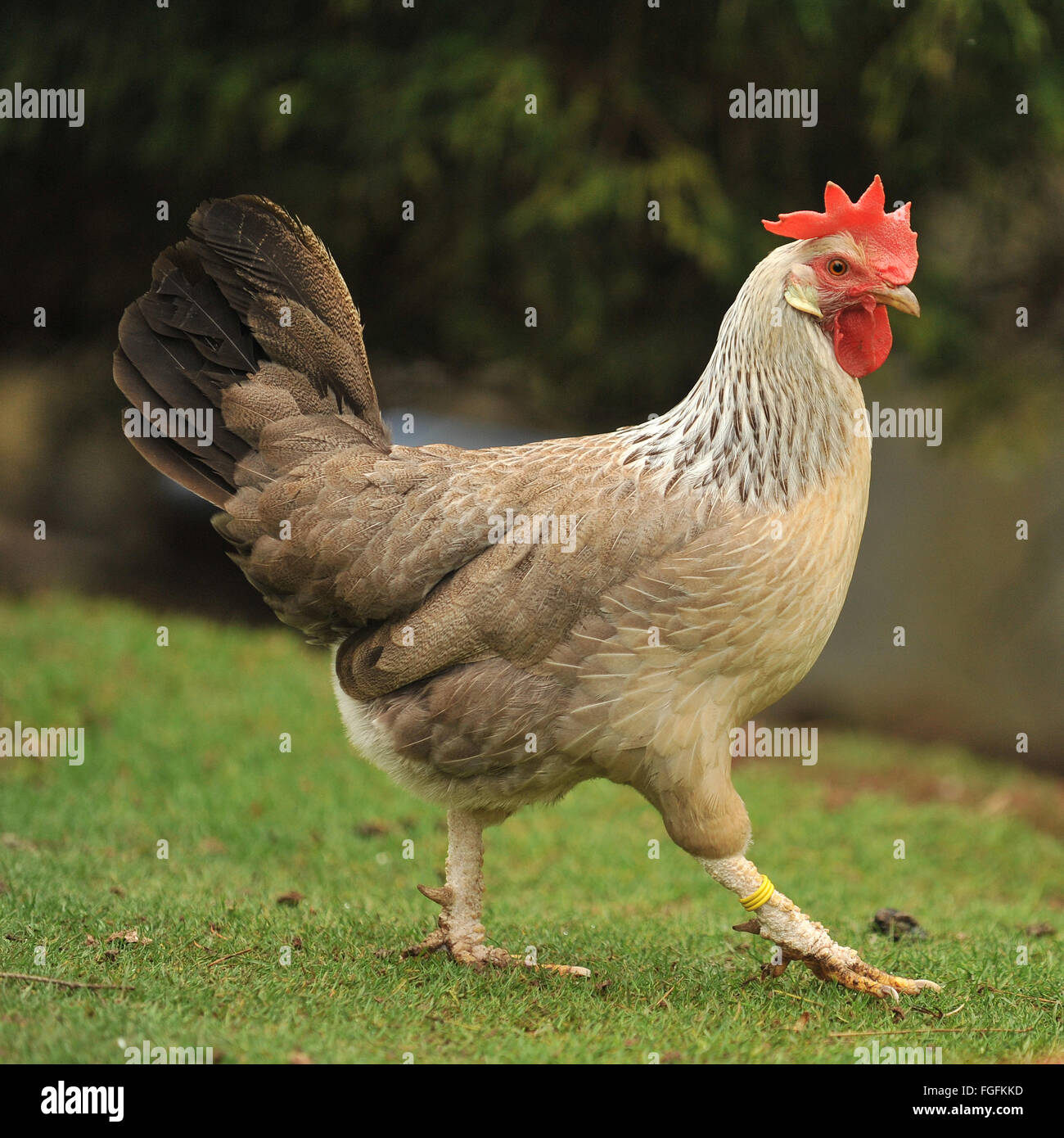 Freilandhahn huhn stolzieren -Fotos und -Bildmaterial in hoher ...