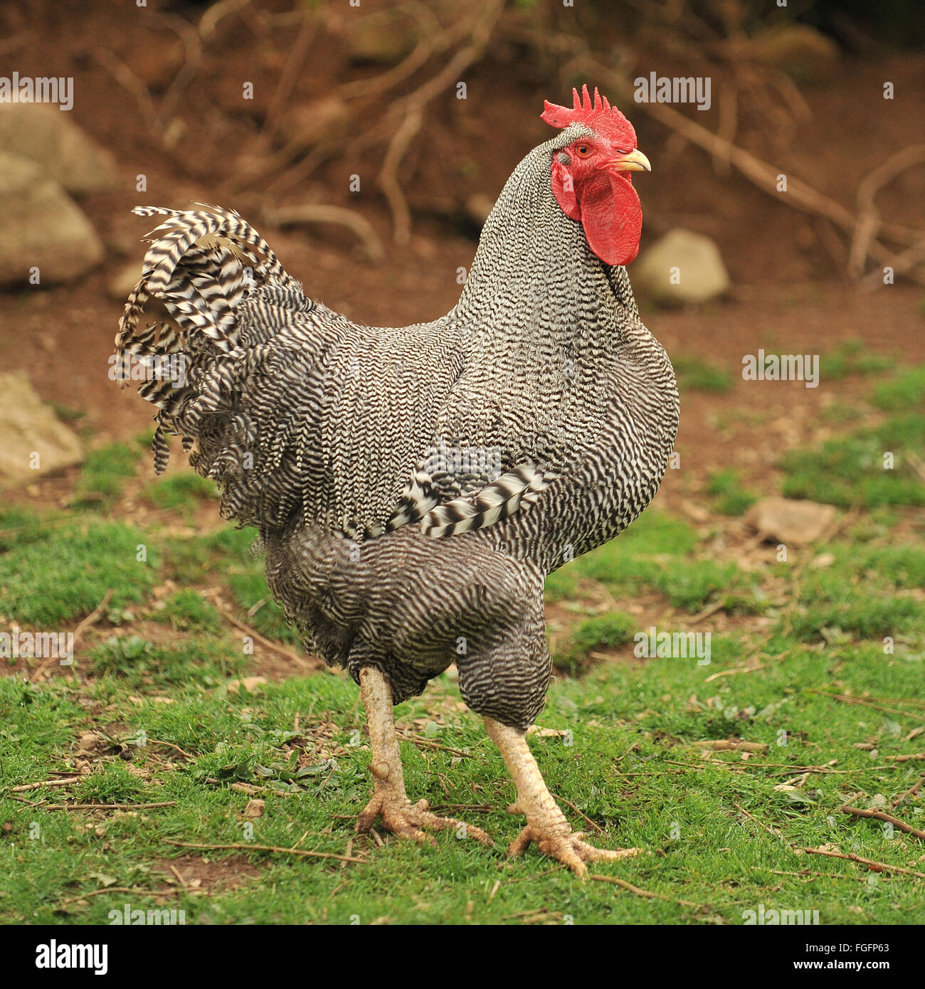 Plymouth rock huhn -Fotos und -Bildmaterial in hoher Auflösung – Alamy