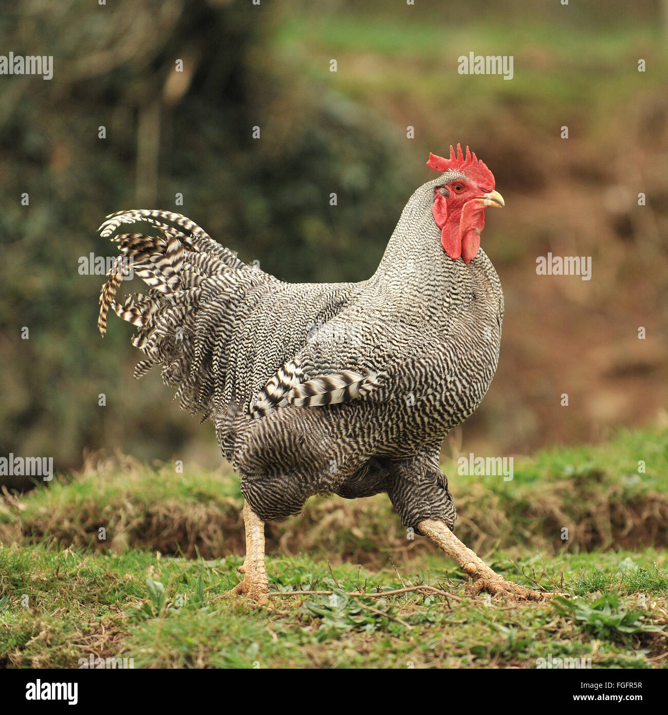 Plymouth rock huhn -Fotos und -Bildmaterial in hoher Auflösung – Alamy