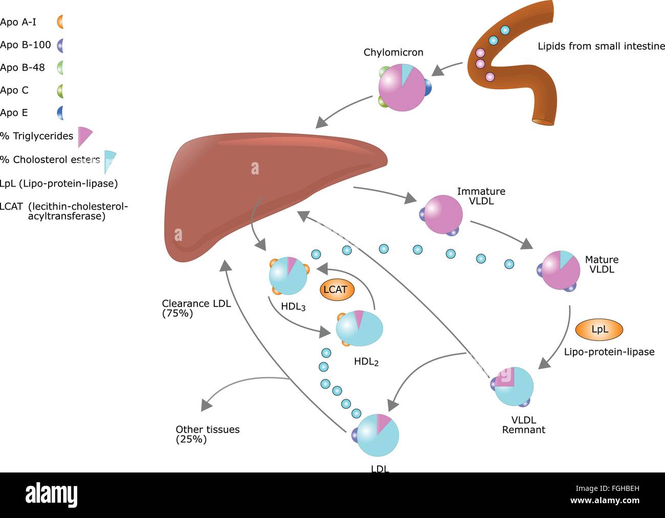 Überblick über die Cholesterin-Stoffwechsel, Darm, Leber, mit der ...