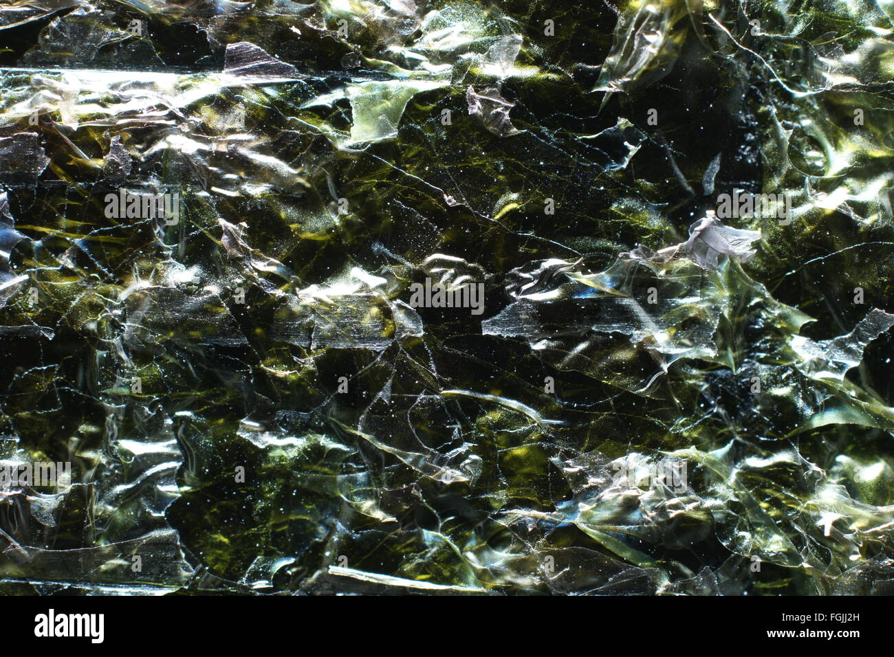 Pyropia tenera -Fotos und -Bildmaterial in hoher Auflösung – Alamy