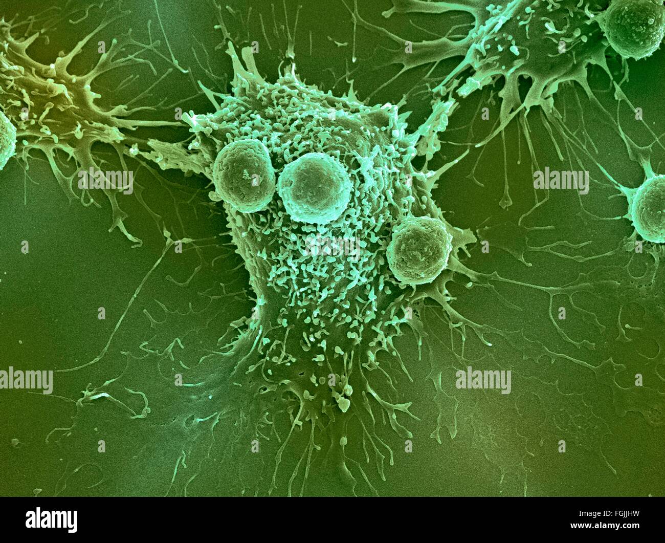 T lymphozyt -Fotos und -Bildmaterial in hoher Auflösung – Alamy