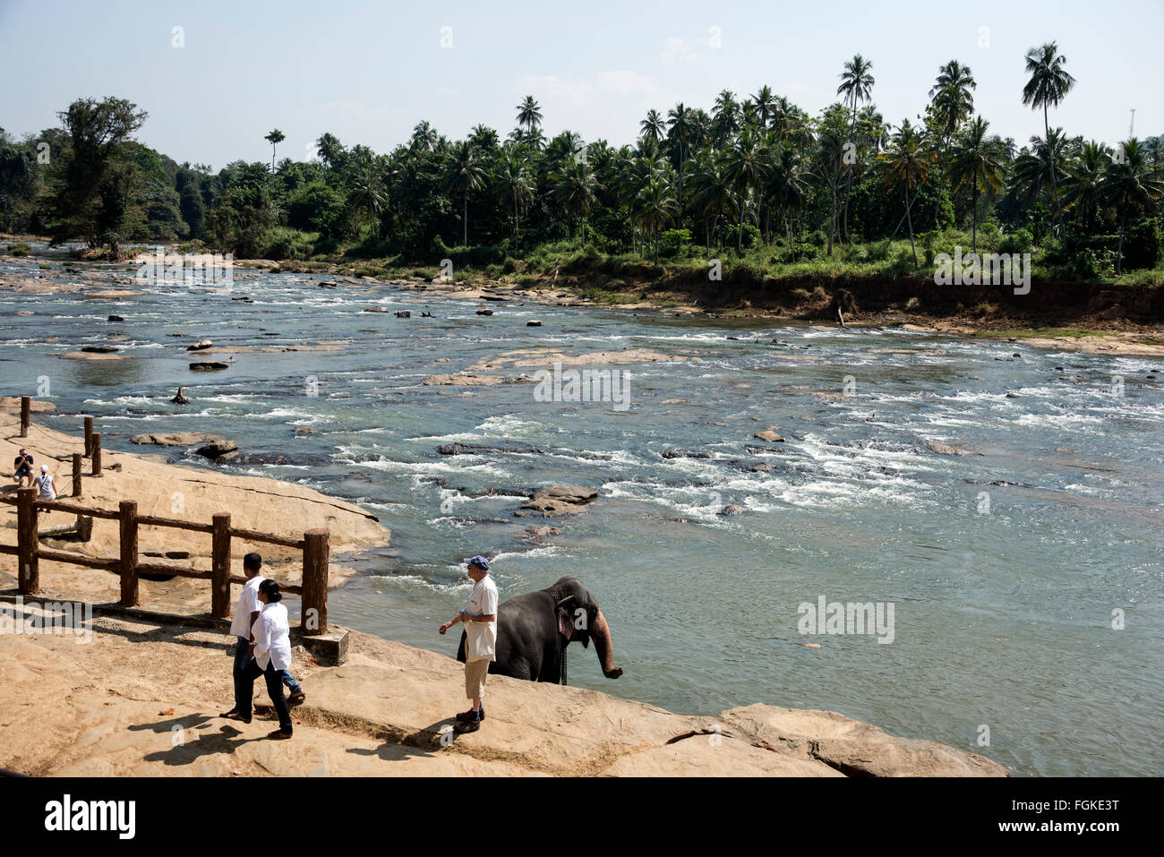 Ein einsamer Elefant im nahegelegenen Fluss Maha Oya aus das Pinnawela ...