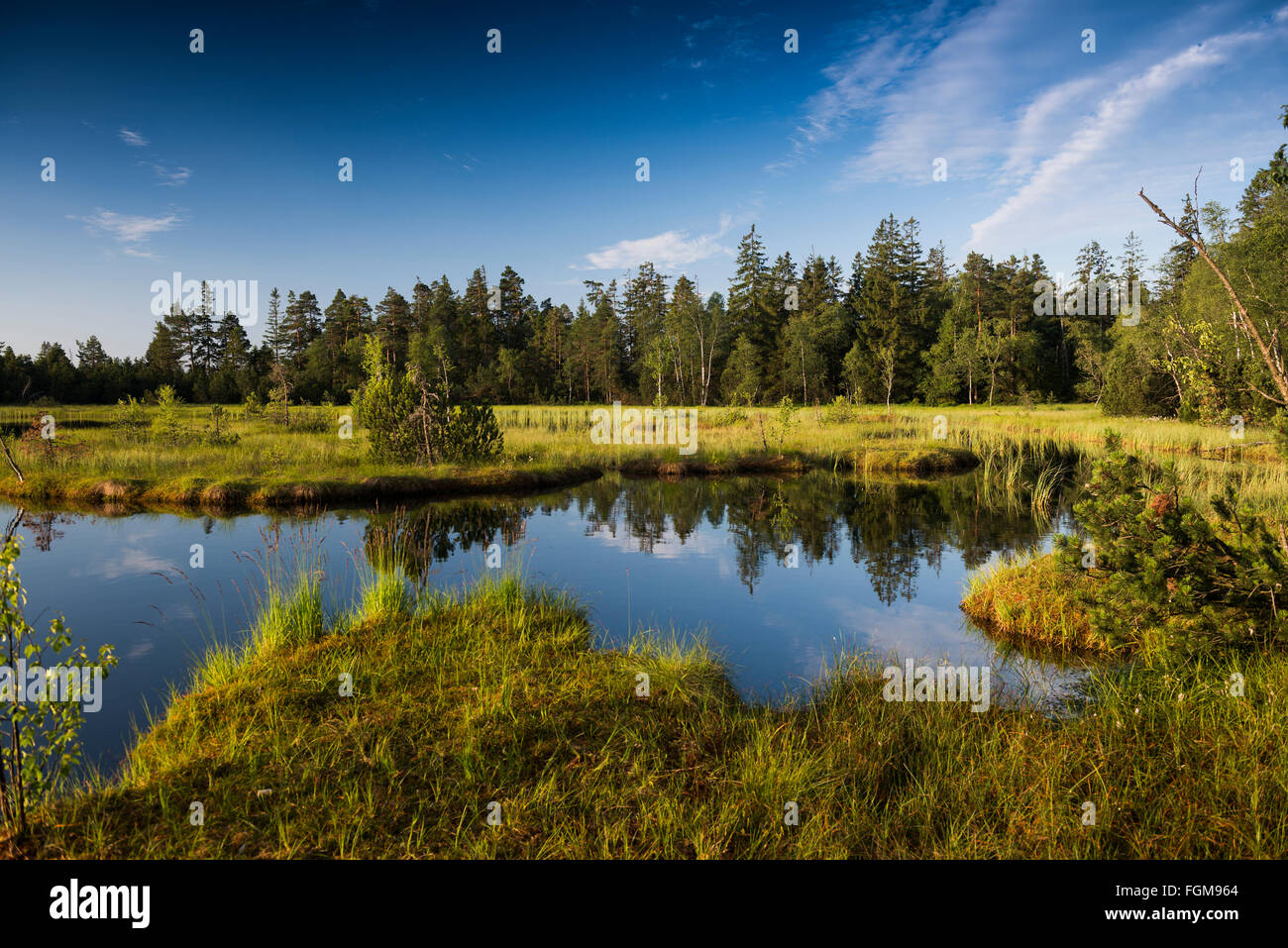 Wildseemoor, zwischen Bad Wildbad und Gernsbach, Schwarzwald, Baden ...