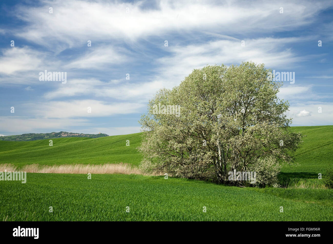 Weiße pappel populus alba -Fotos und -Bildmaterial in hoher Auflösung ...