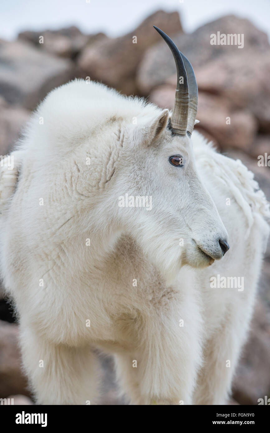 Ungulates hoof -Fotos und -Bildmaterial in hoher Auflösung – Alamy