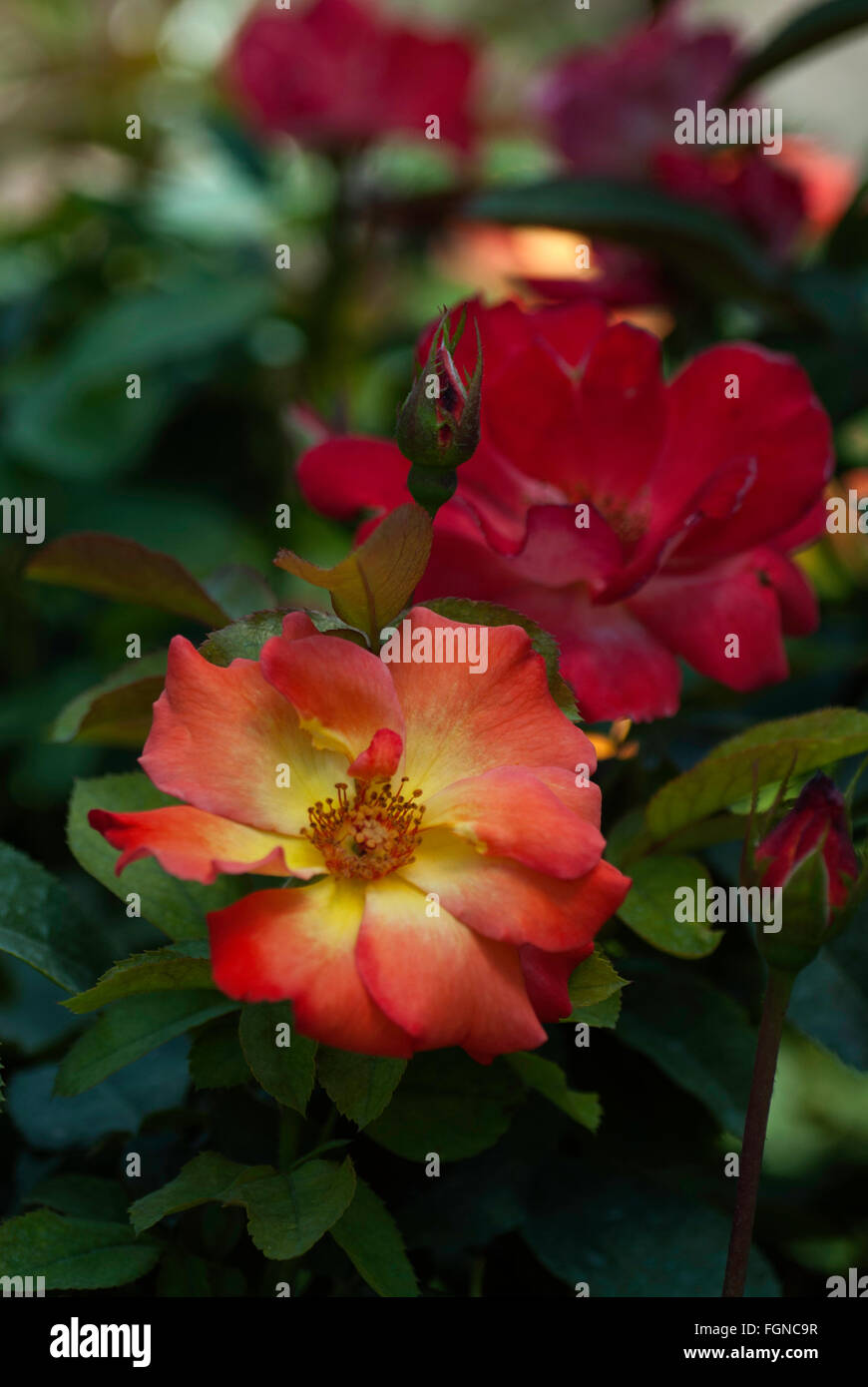 Rosa Playboy Stockfotos und -bilder Kaufen - Alamy