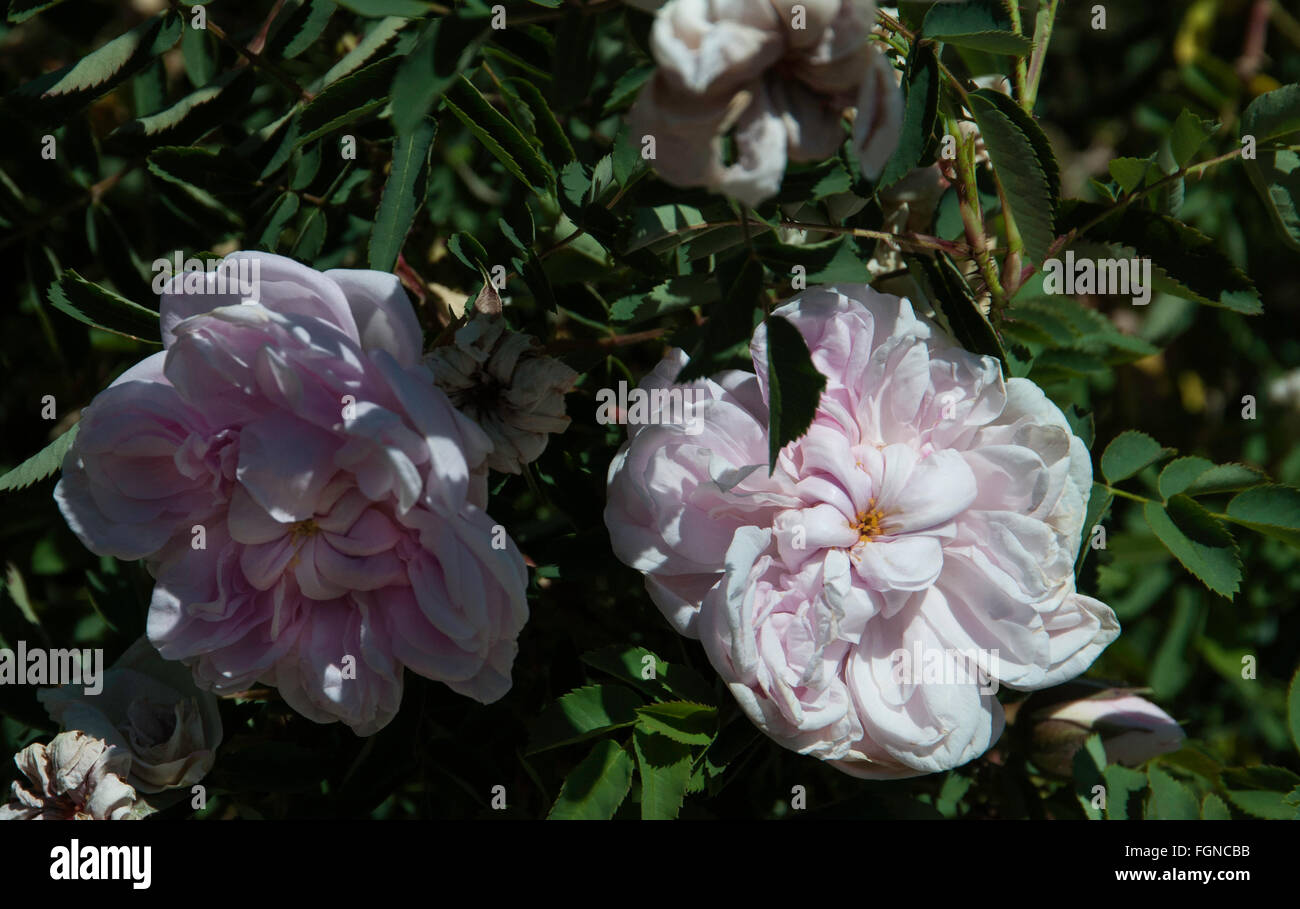 Damast perpetual rose -Fotos und -Bildmaterial in hoher Auflösung – Alamy