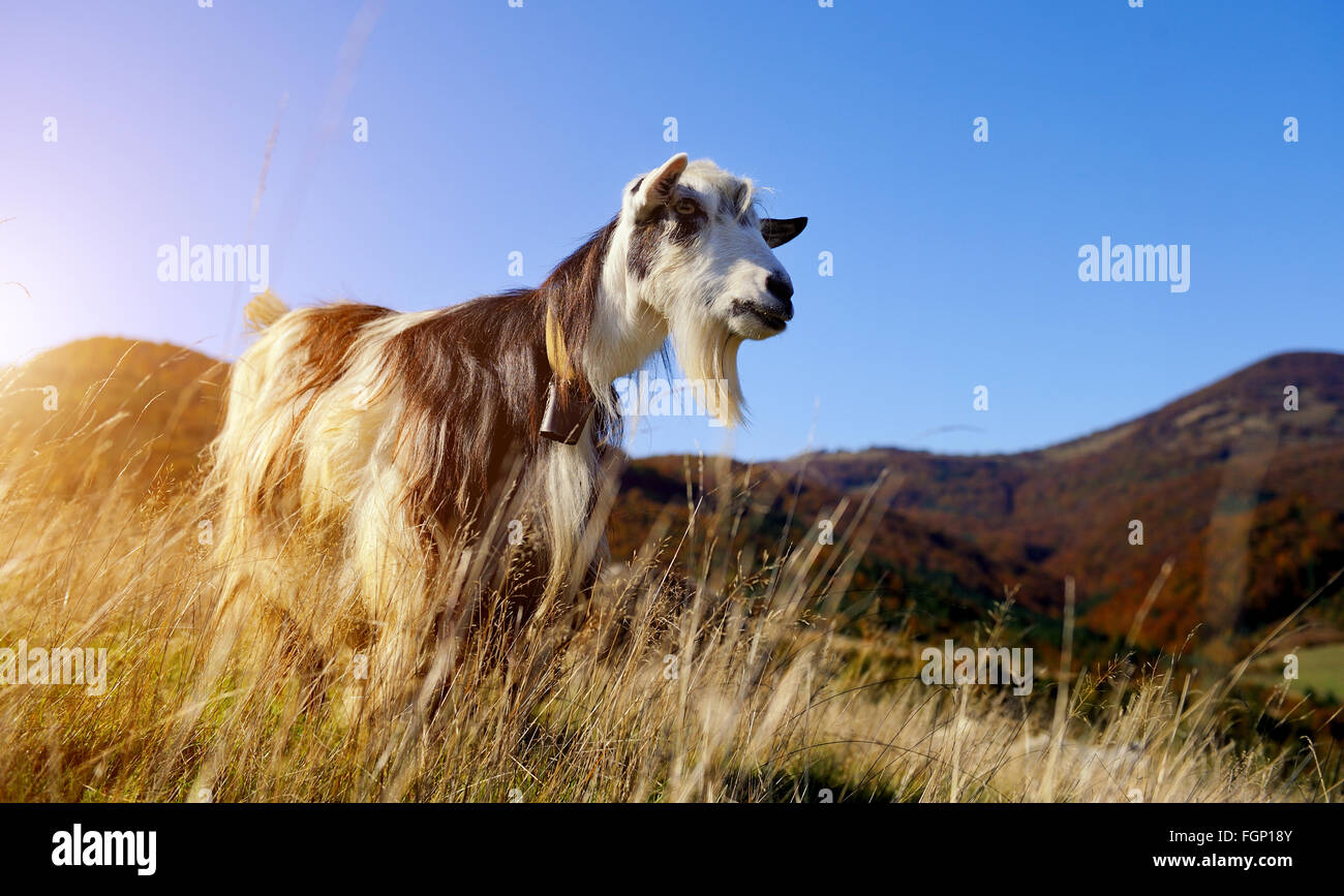 Babyziege alpen -Fotos und -Bildmaterial in hoher Auflösung – Alamy