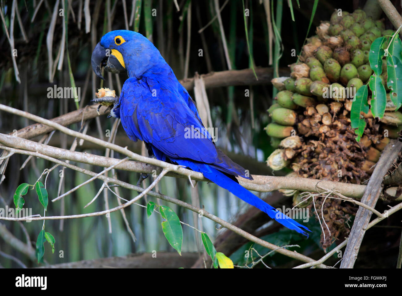Blauer Ara, Erwachsener, Fütterung, Pantanal, Mato Grosso, Brasilien ...
