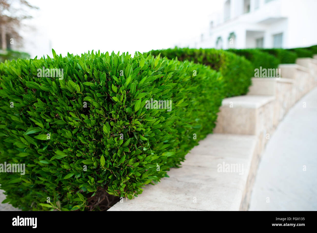 Busch getrimmt -Fotos und -Bildmaterial in hoher Auflösung – Alamy