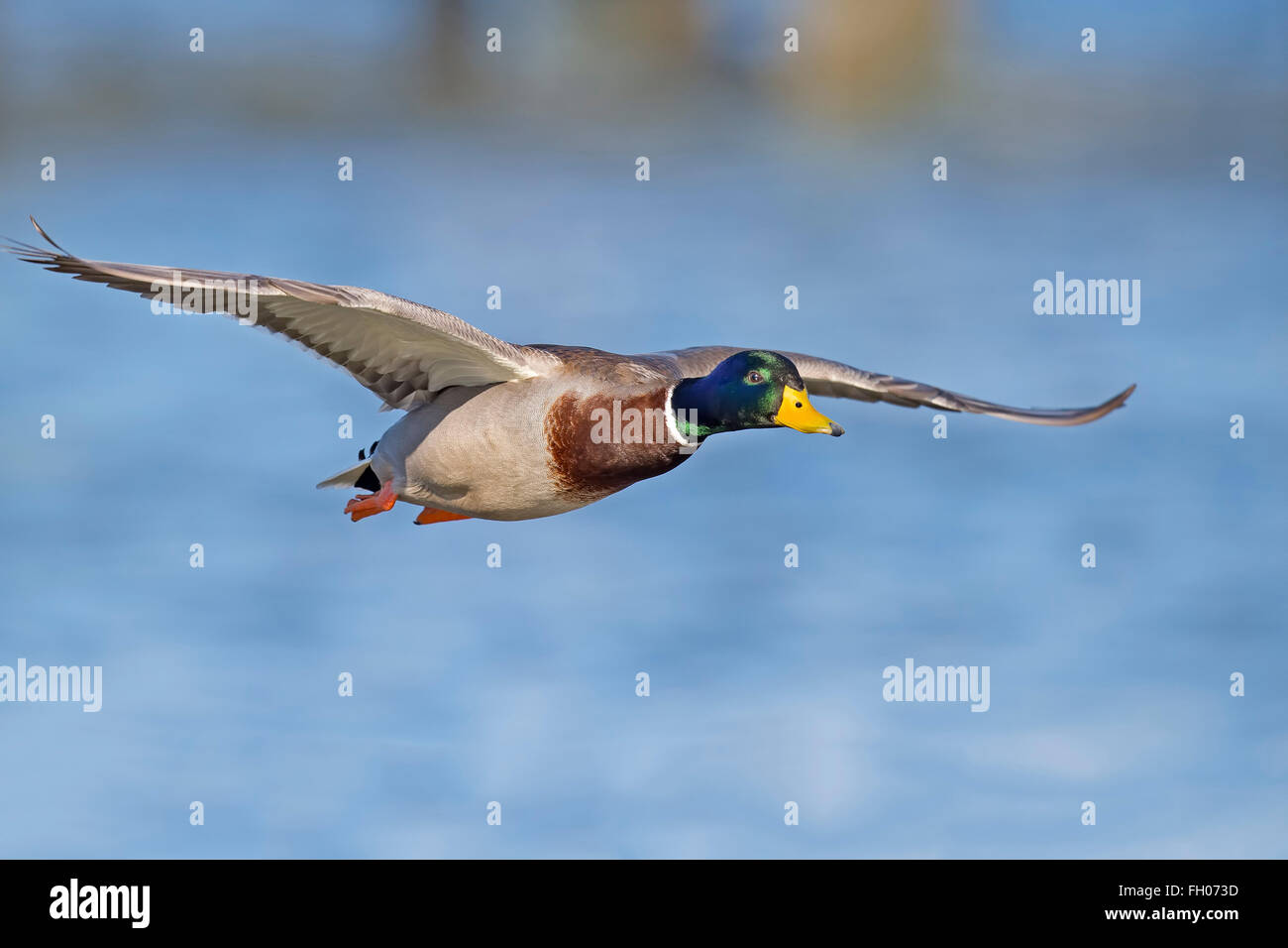 Fliegende ente -Fotos und -Bildmaterial in hoher Auflösung – Alamy