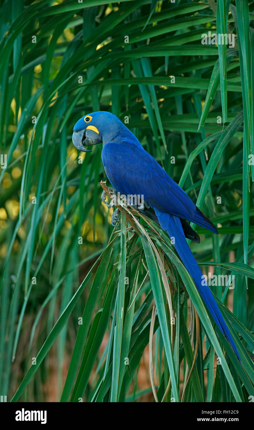 Hyazinth ara -Fotos und -Bildmaterial in hoher Auflösung – Alamy