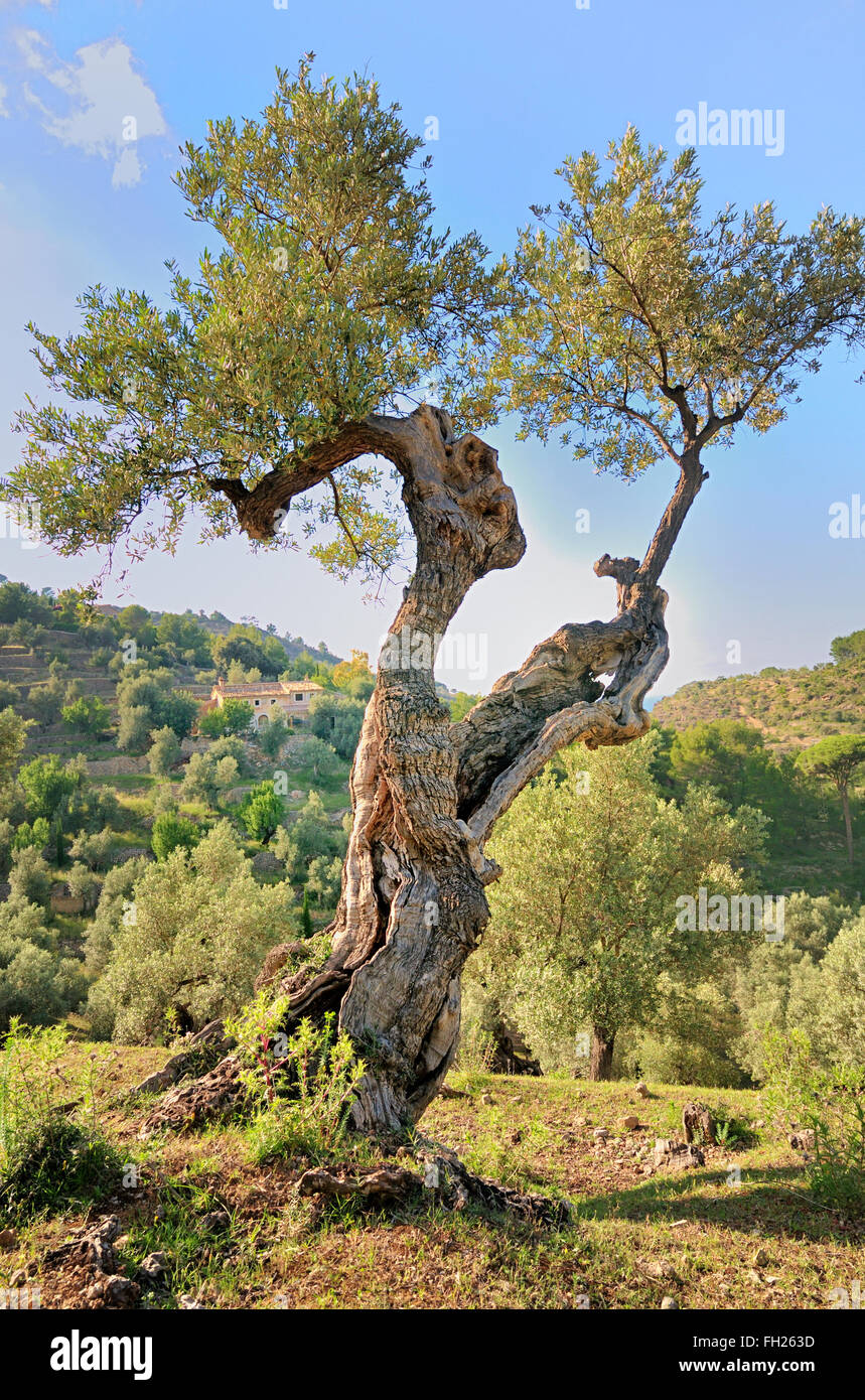 Mallorca, Deia, Alter Olivenbaum Stockfotografie - Alamy
