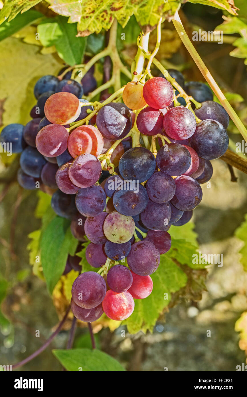 Reifende trauben -Fotos und -Bildmaterial in hoher Auflösung – Alamy