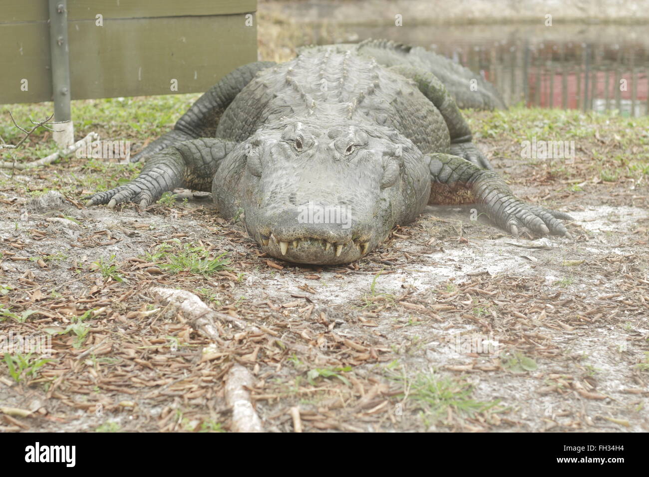 Fauler fisch -Fotos und -Bildmaterial in hoher Auflösung – Alamy