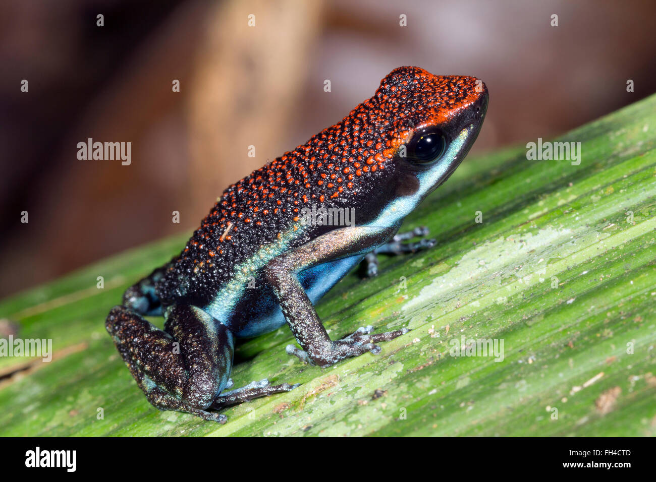Frosch Pfeilgiftfrosch Dendrobates Blattregenwald Stockfotos und ...