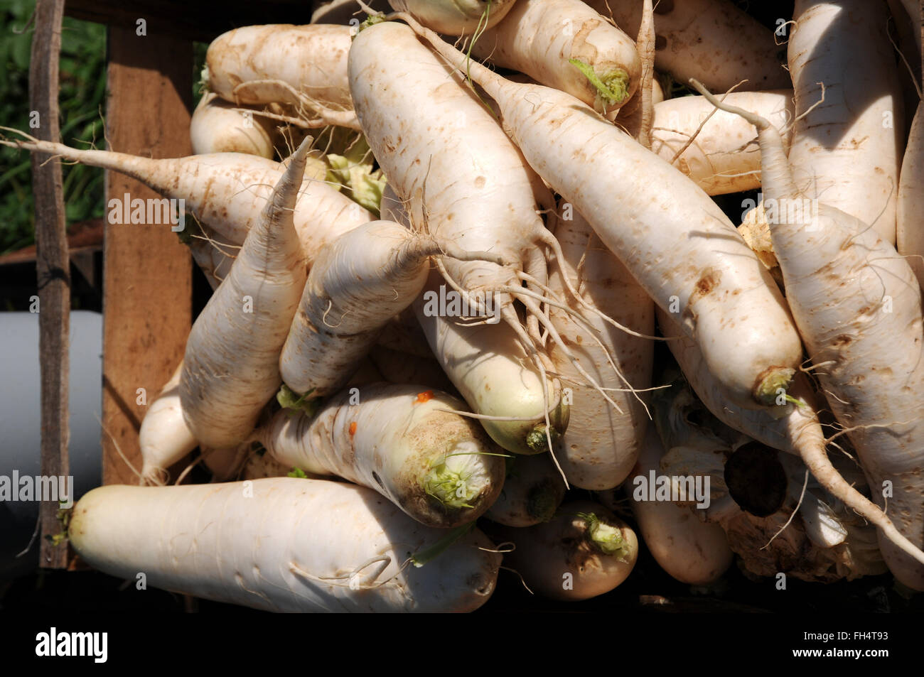 Acker rettich -Fotos und -Bildmaterial in hoher Auflösung – Alamy