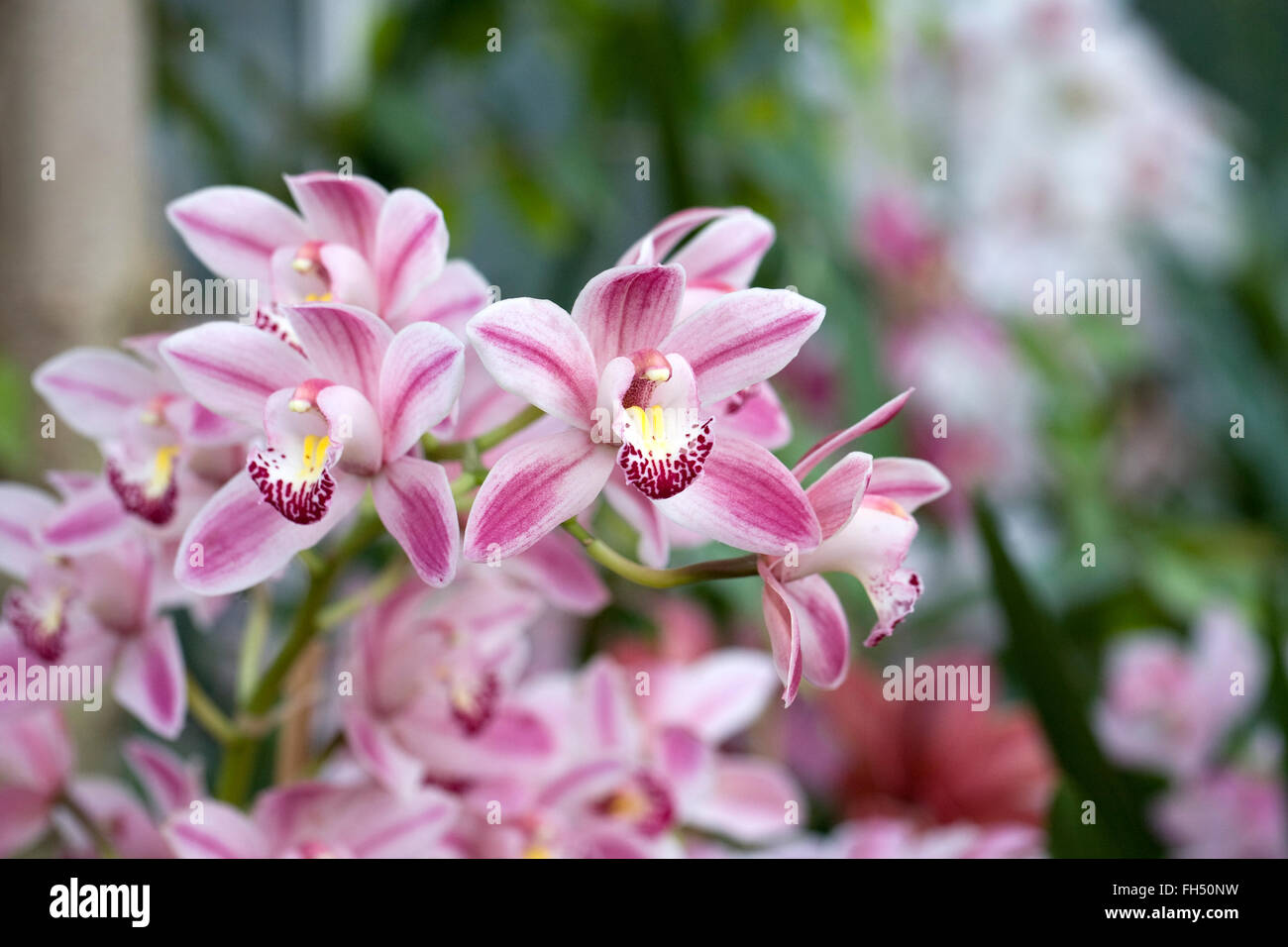 Cymbidium orchids -Fotos und -Bildmaterial in hoher Auflösung – Alamy