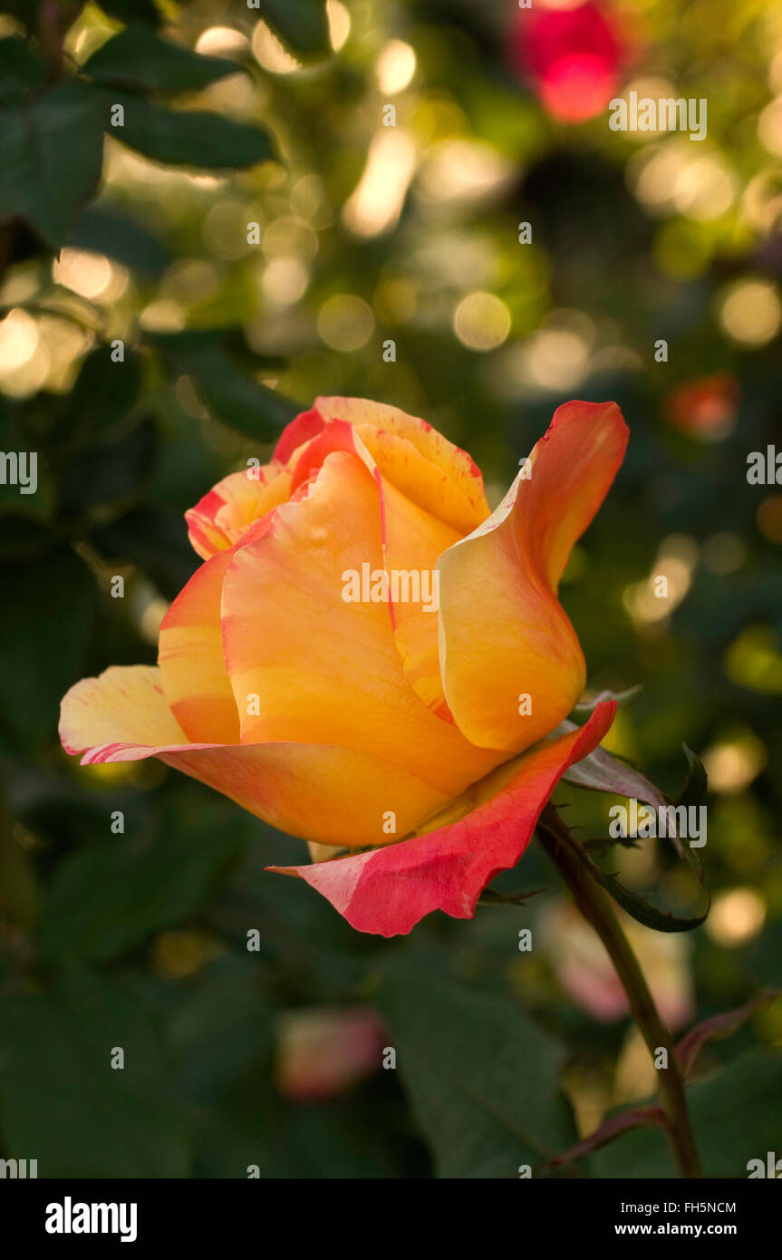 Tropical sunset -Fotos und -Bildmaterial in hoher Auflösung – Alamy