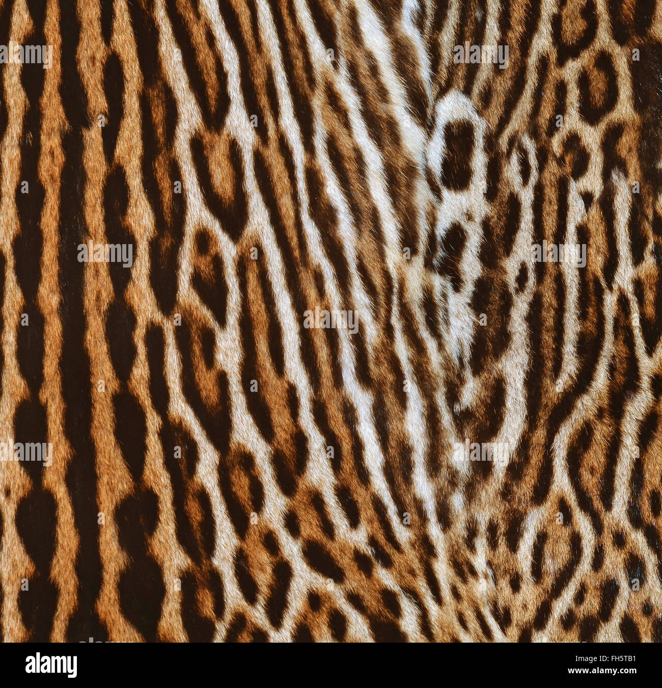 echter Pelz von Ozelot Stockfotografie - Alamy