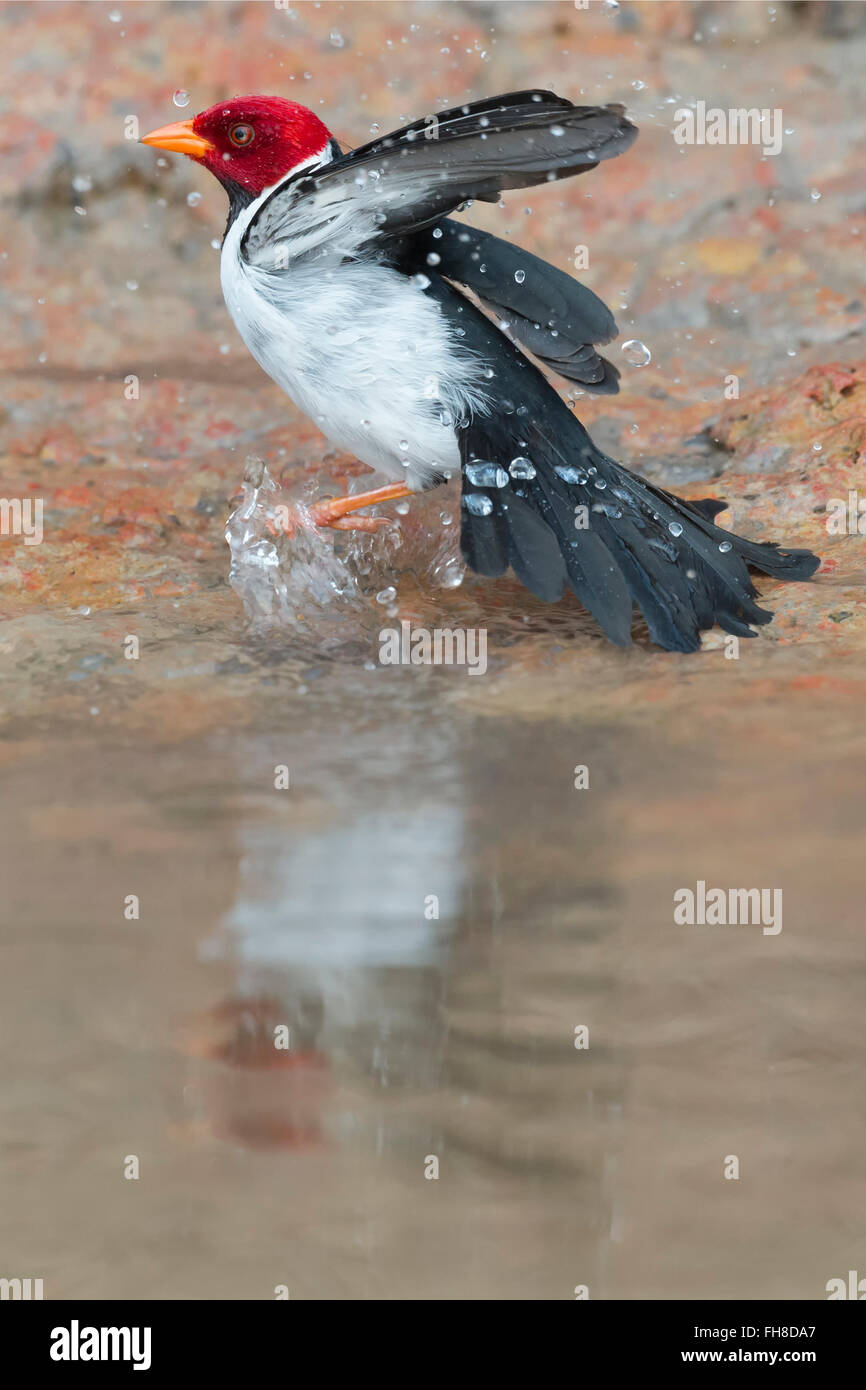Männliche Yellow billed Kardinal (Paroaria Capitata) Baden, Pantanal ...