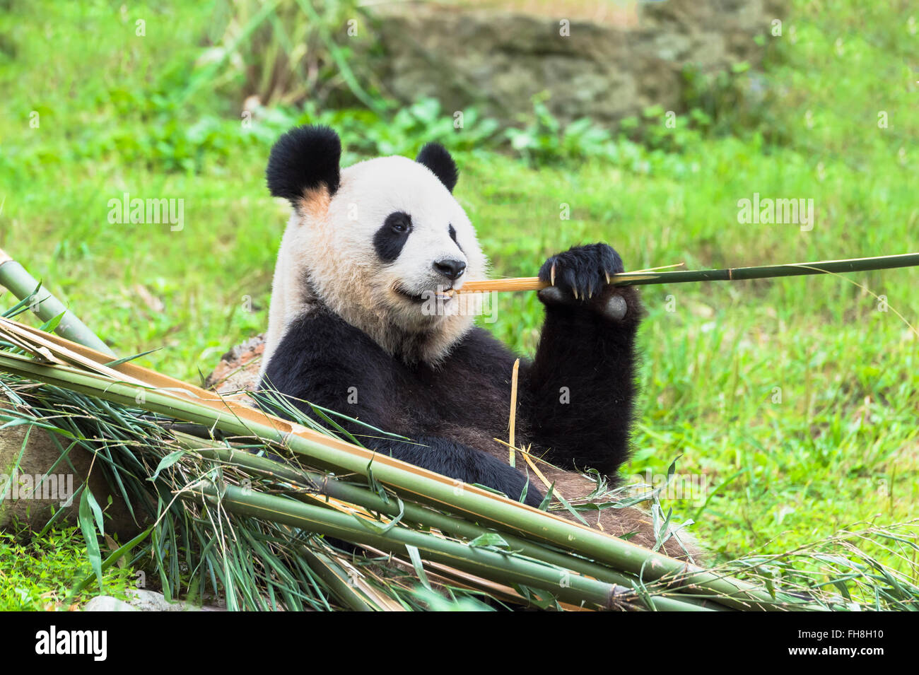 Großer Panda (Ailuropoda Melanoleuca) Essen Bambus, China Conservation ...