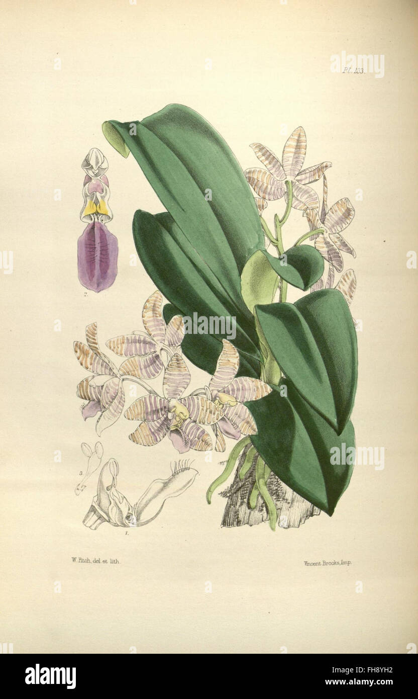 Das zweite Jahrhundert der Orchideenpflanzen, eine umfassende Studie ...