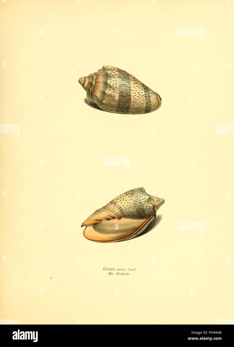 Eine detaillierte Erkundung exotischer Muschelarten und Muscheln mit ...