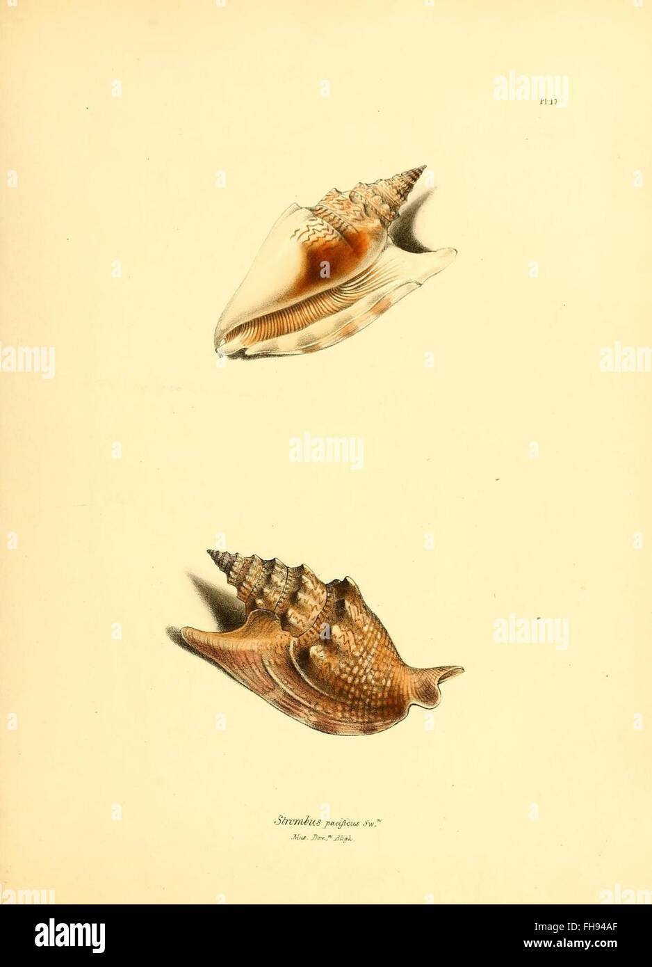 Eine Studie über exotische Weichtiere mit Schwerpunkt auf die ...